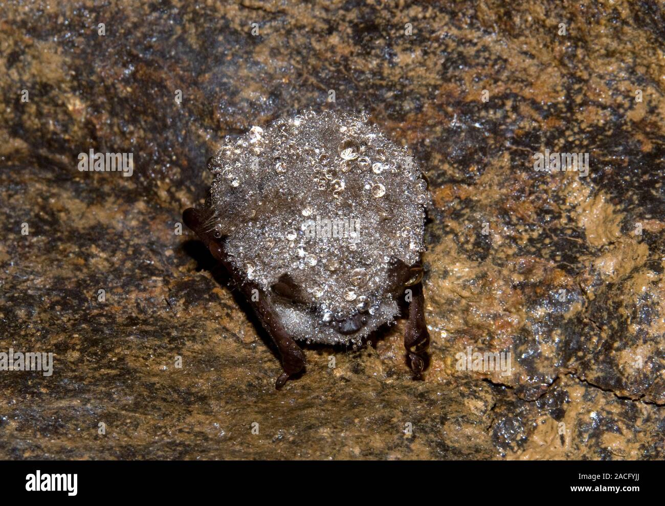 Mouse-eared bat (Myotis sp.) hibernating in a disused mine tunnel. It ...