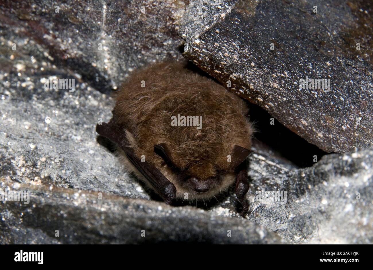 Daubenton's bat (Myotis daubentoni) hibernating. This insectivorous bat ...