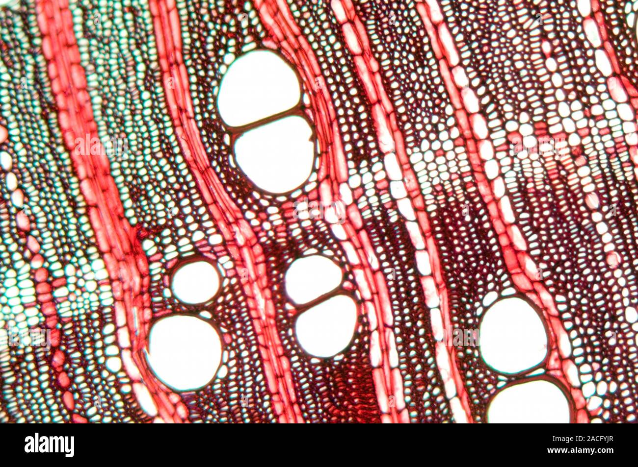 Wood. Light micrograph of a transverse section through wood showing ...