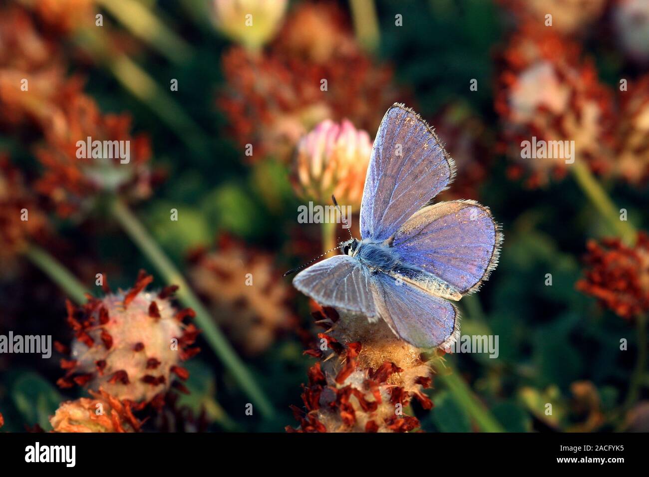 Common blue butterfly. Male common blue (Polyommatus icarus) with its ...