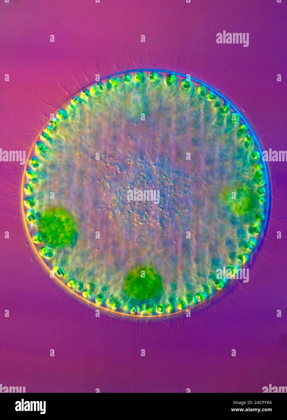 Volvox colony. Light micrograph of a colony of the freshwater alga ...