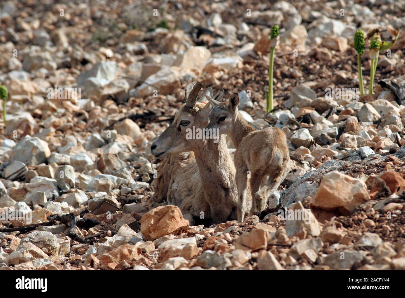 Female and young mouflon. The mouflon (Ovis aries orientalis) is ...
