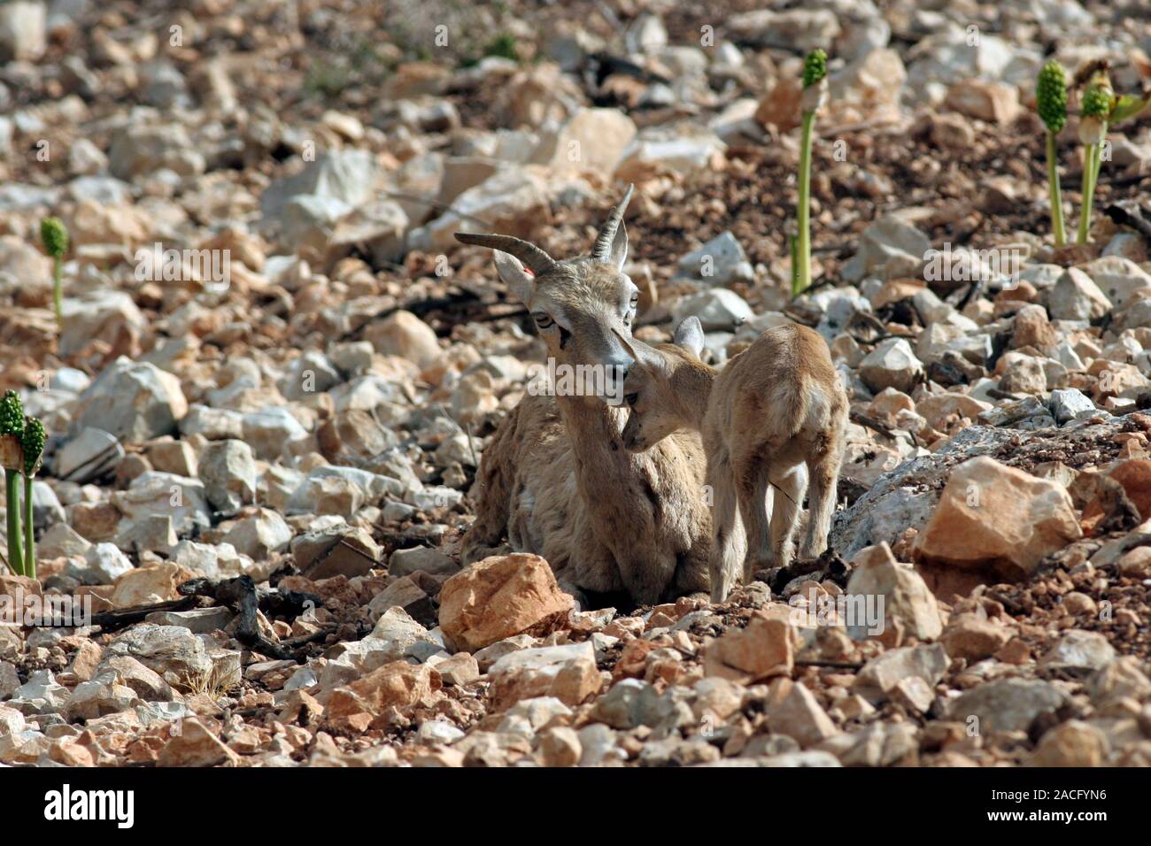 Female and young mouflon. The mouflon (Ovis aries orientalis) is ...
