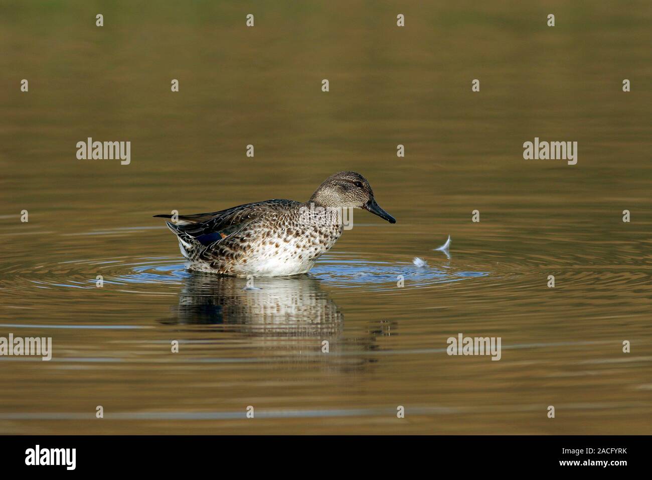 Common teal. Female common teal (Anas crecca) feeding in a lake. This ...