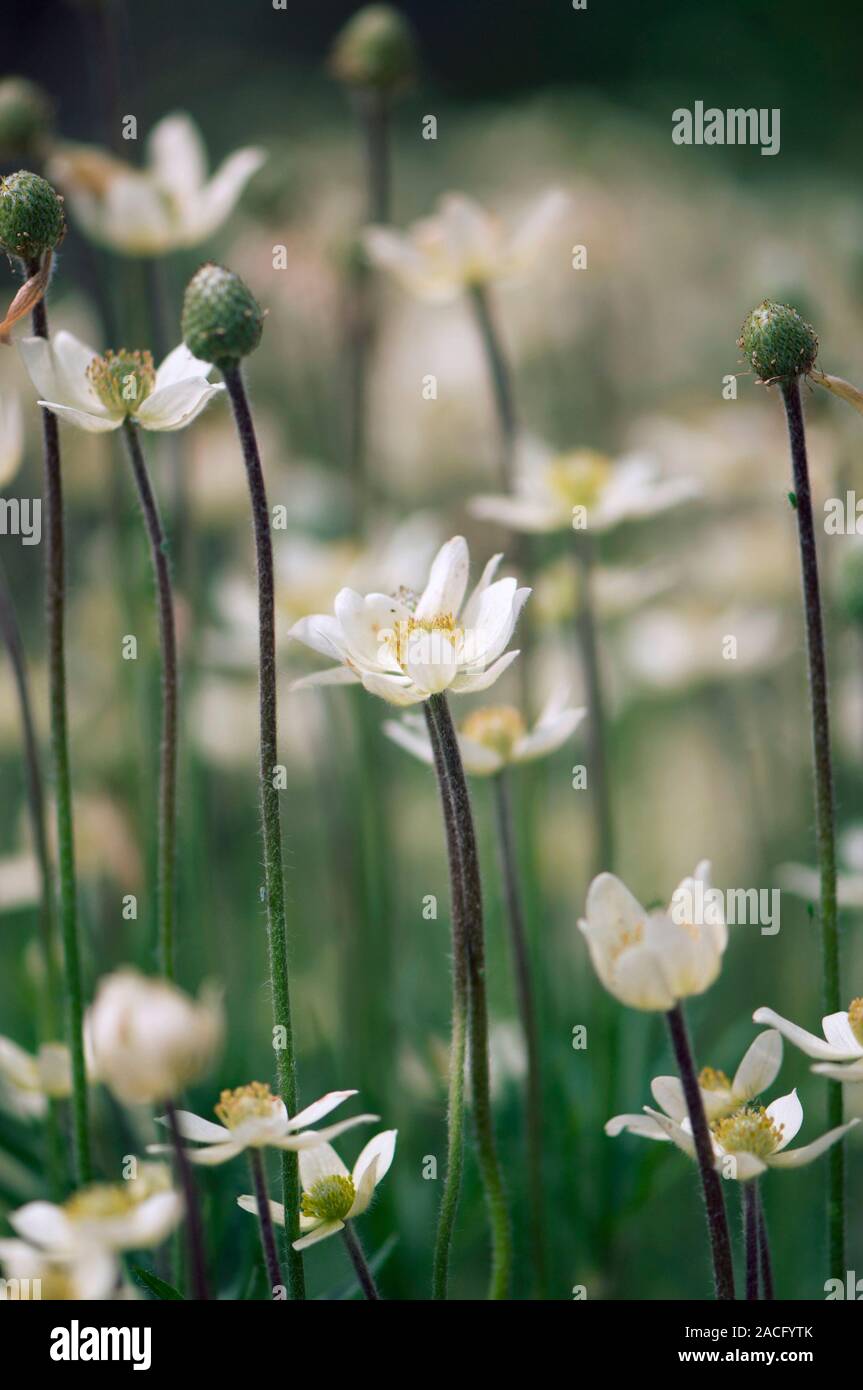 Anemone multifida in flower Stock Photo - Alamy