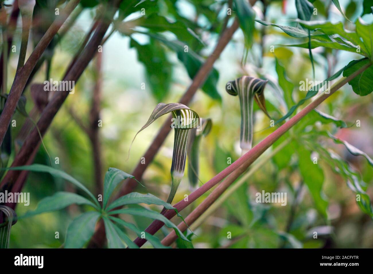Cobra Lily (Arisaemma polyphyllum) in flower. Native to eastern and ...