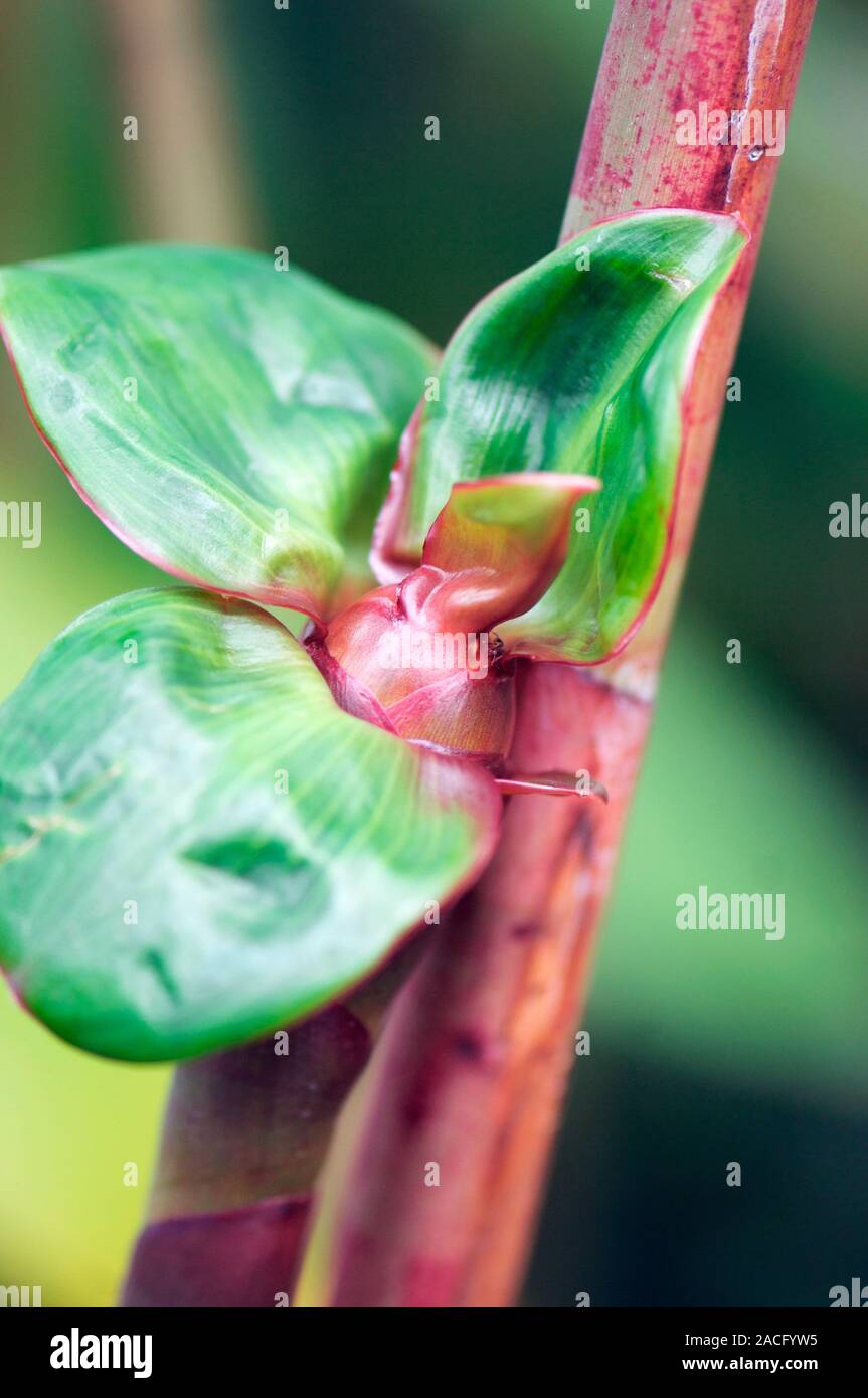 Bud of Spiral Ginger (Costus afer Stock Photo - Alamy