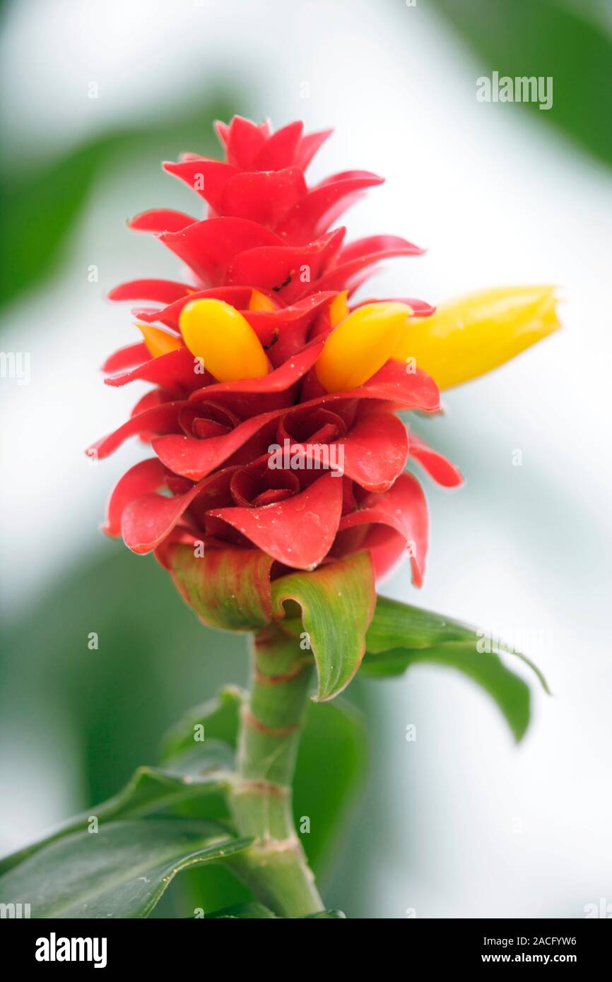 Spiral Ginger (Costus barbatus), also known as Red Tower Ginger, in ...