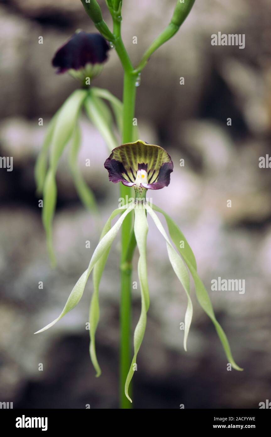 Cockleshell Orchid (Encyclia cochleata) in flower. This is the national ...