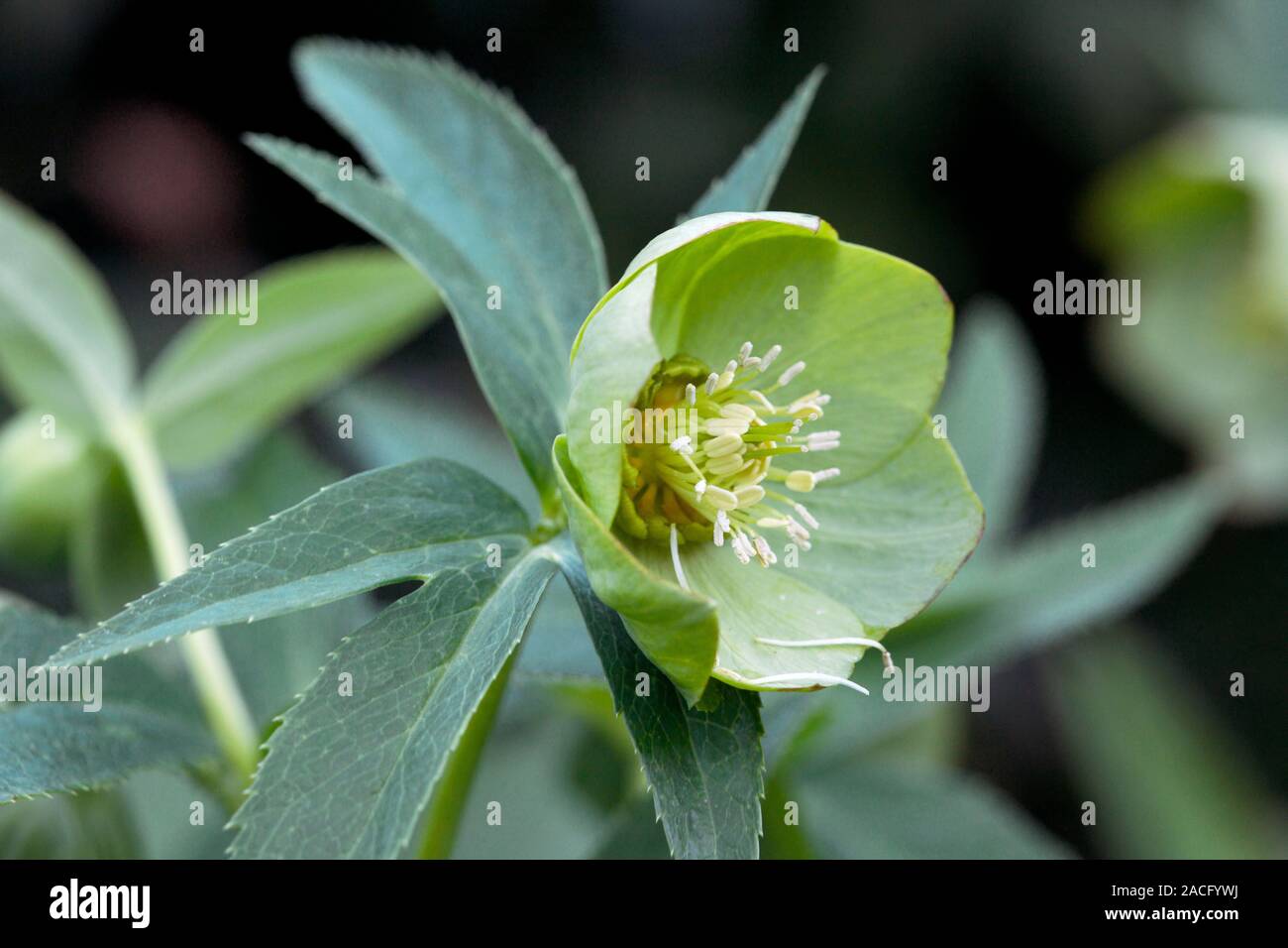 Hellebore (Helleborus cyclophyllus) in flower in the early spring Stock ...