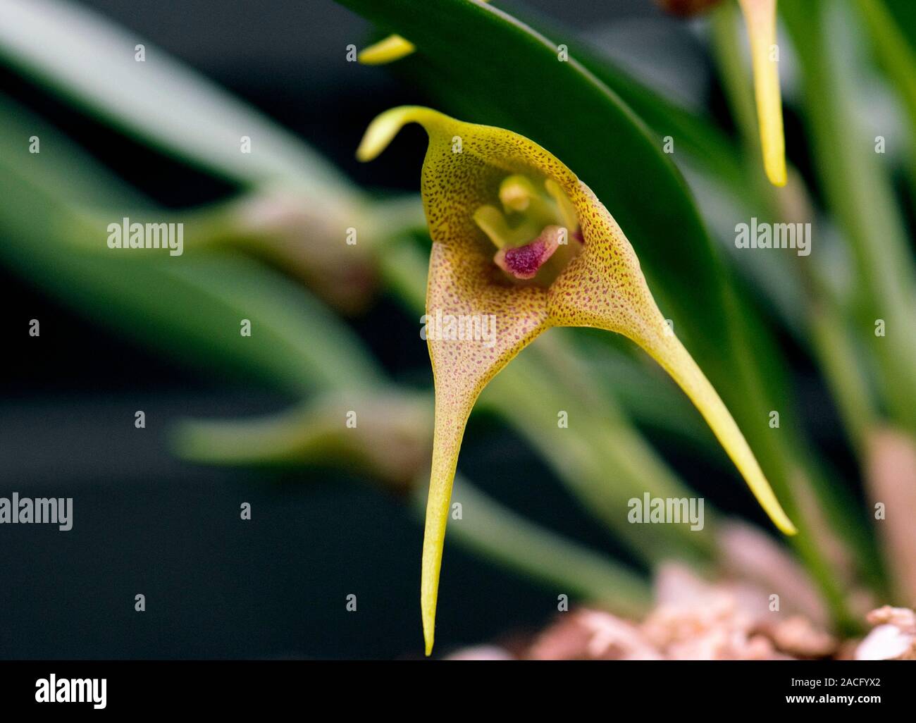 Orchid (Masdevallia peristeria) in flower Stock Photo - Alamy