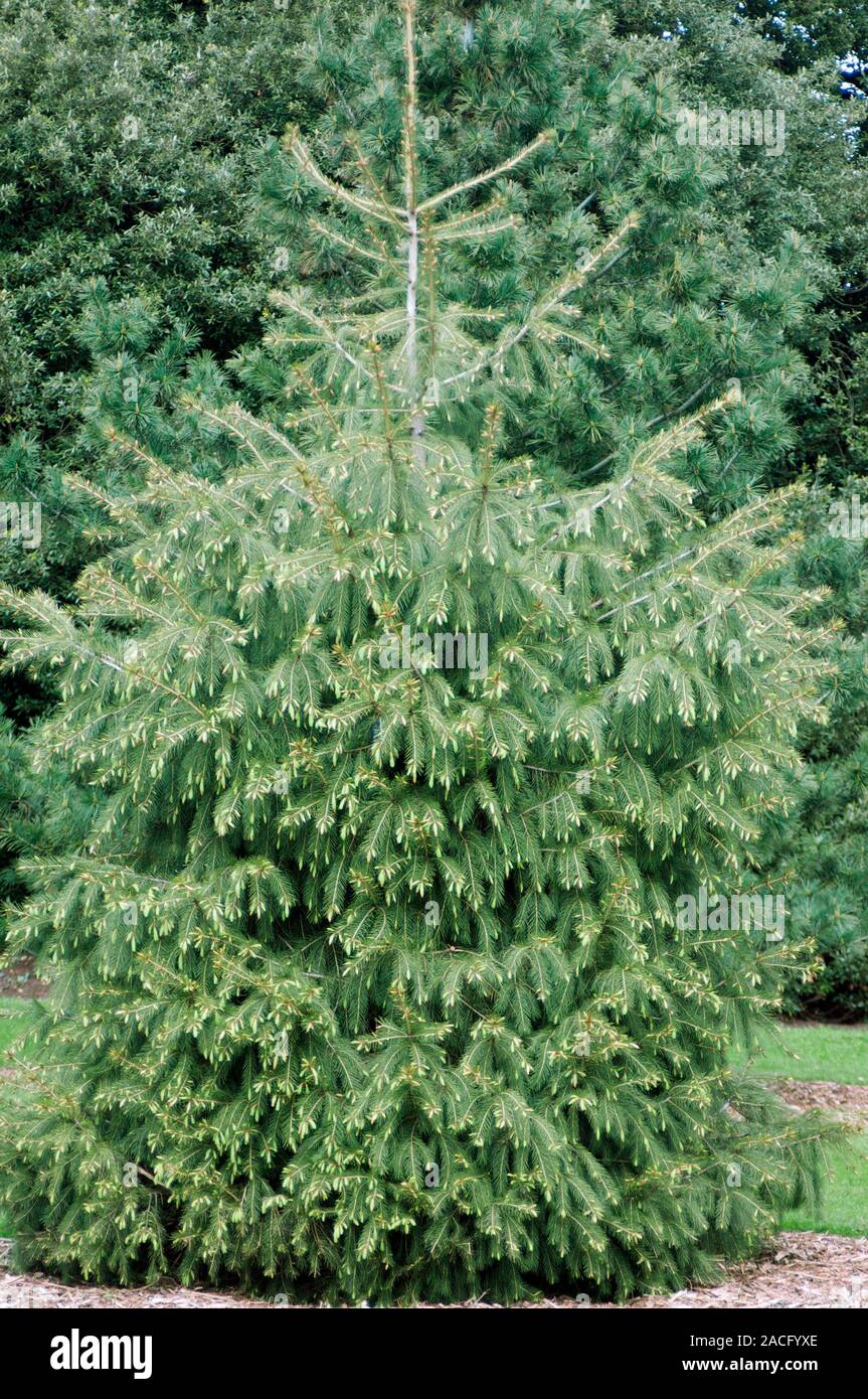 Himalayan spruce (Picea smithiana), also known as Morinda spruce. A ...