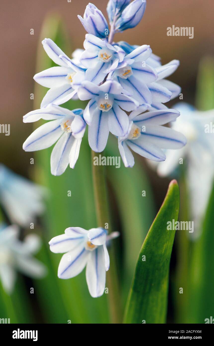 Striped Squill (Puschkinia scilloides) in flower in the spring Stock Photo - Alamy