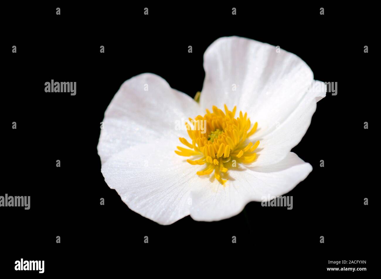 White Buttercup (Ranunculus amplexicaulis) in flower in the summer ...