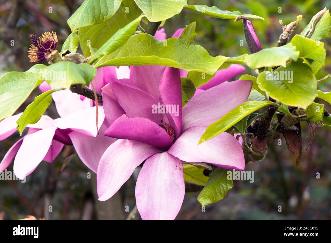 Magnolia ' Vulcan' in flower in the spring Stock Photo - Alamy