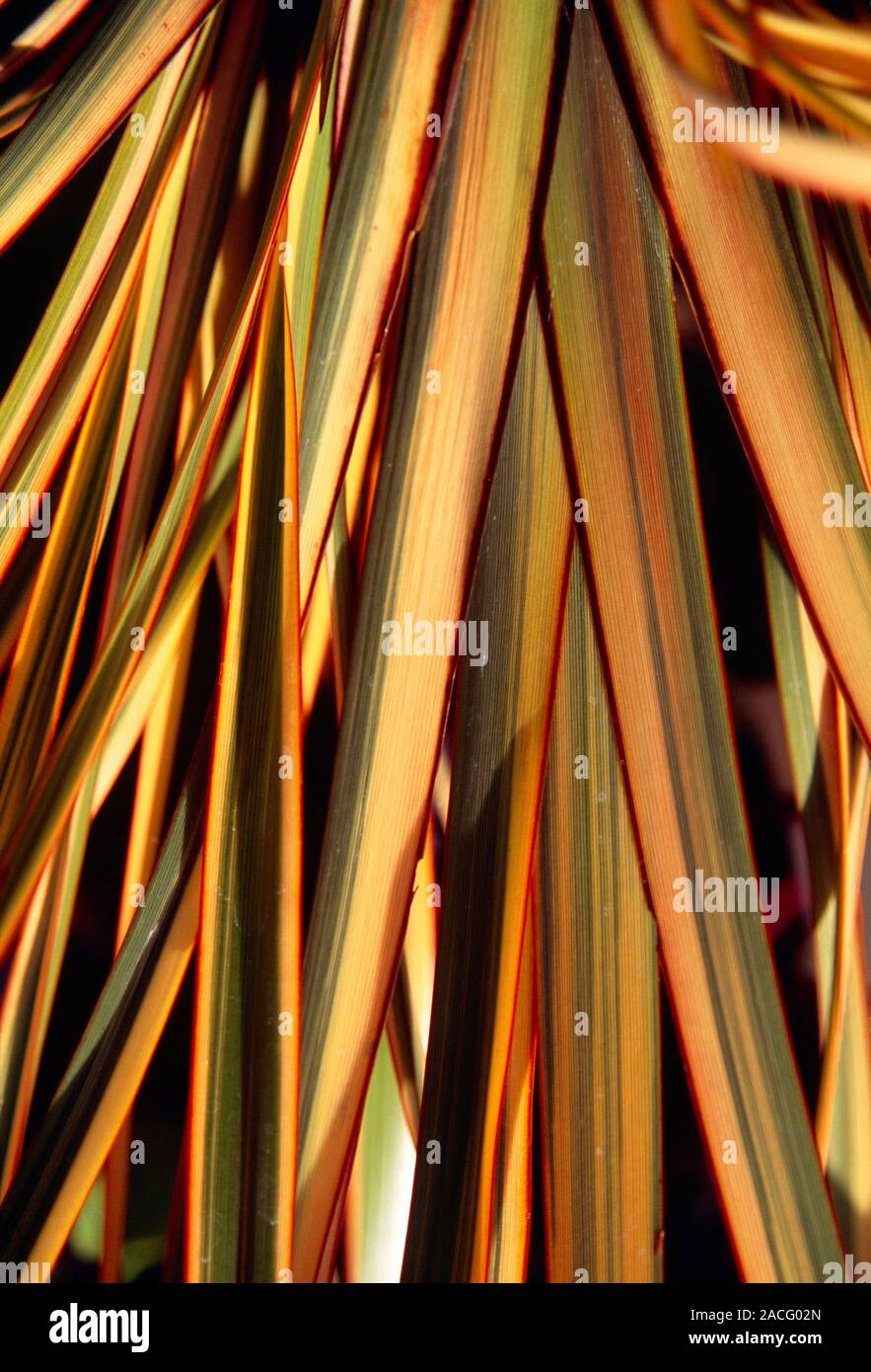 Variegated foliage of New Zealand Flax (Phormium 'Golden Ray' Stock ...