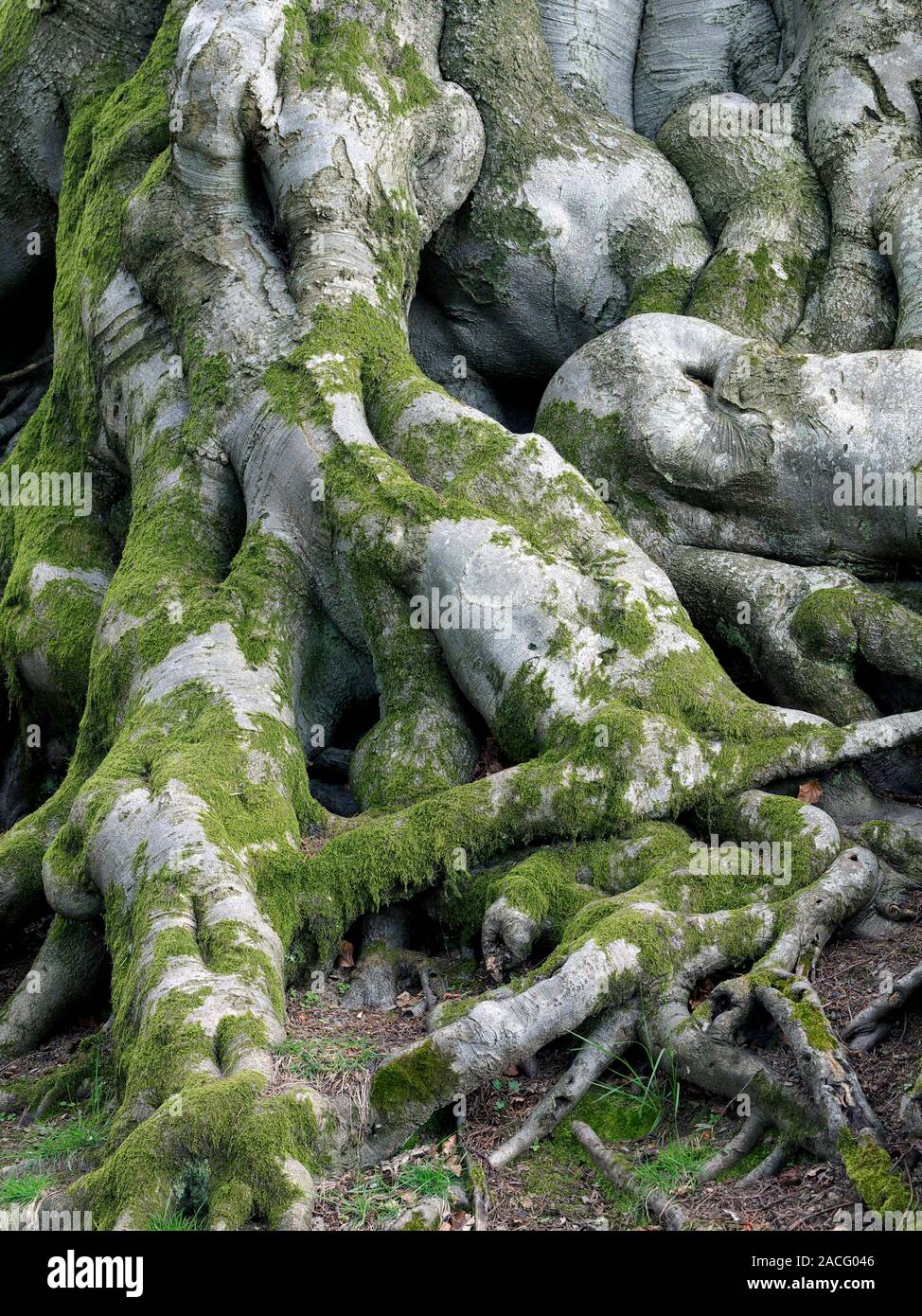 The lower bole of a Beech tree (Fagus sylvaticus). Showing roots ...