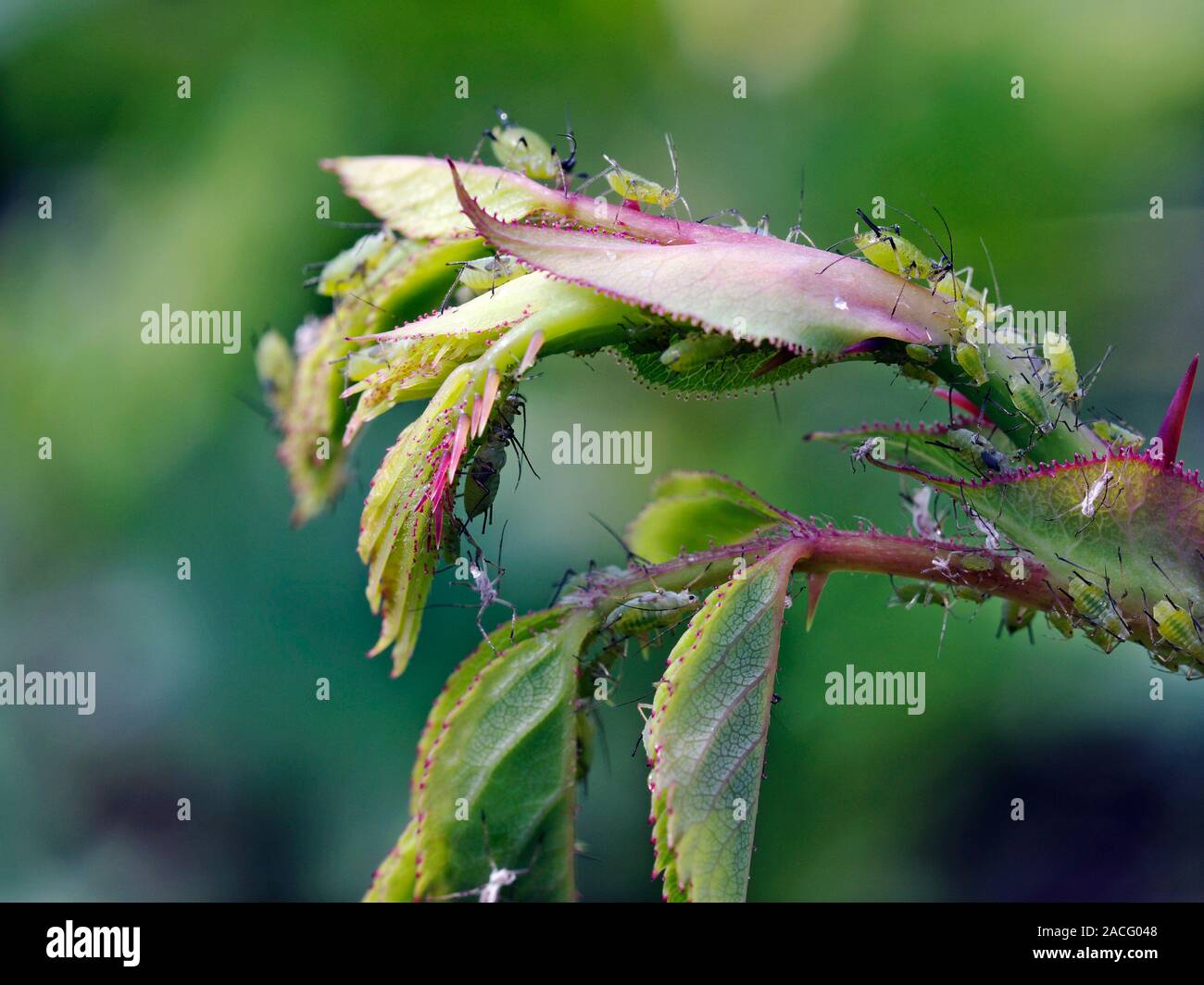 Rose aphids (Macrosiphon rosae) on new shoots of a rose (Rosa). This ...