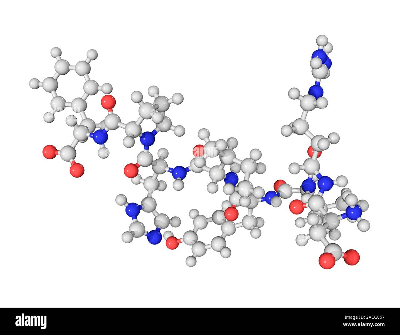 Angiotensin II molecule. Computer model showing the structure of a ...