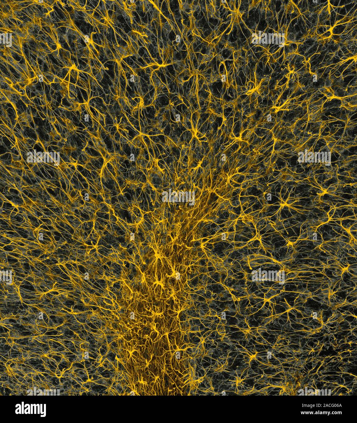 Glial cells. Confocal light micrograph of glial cells from the ...