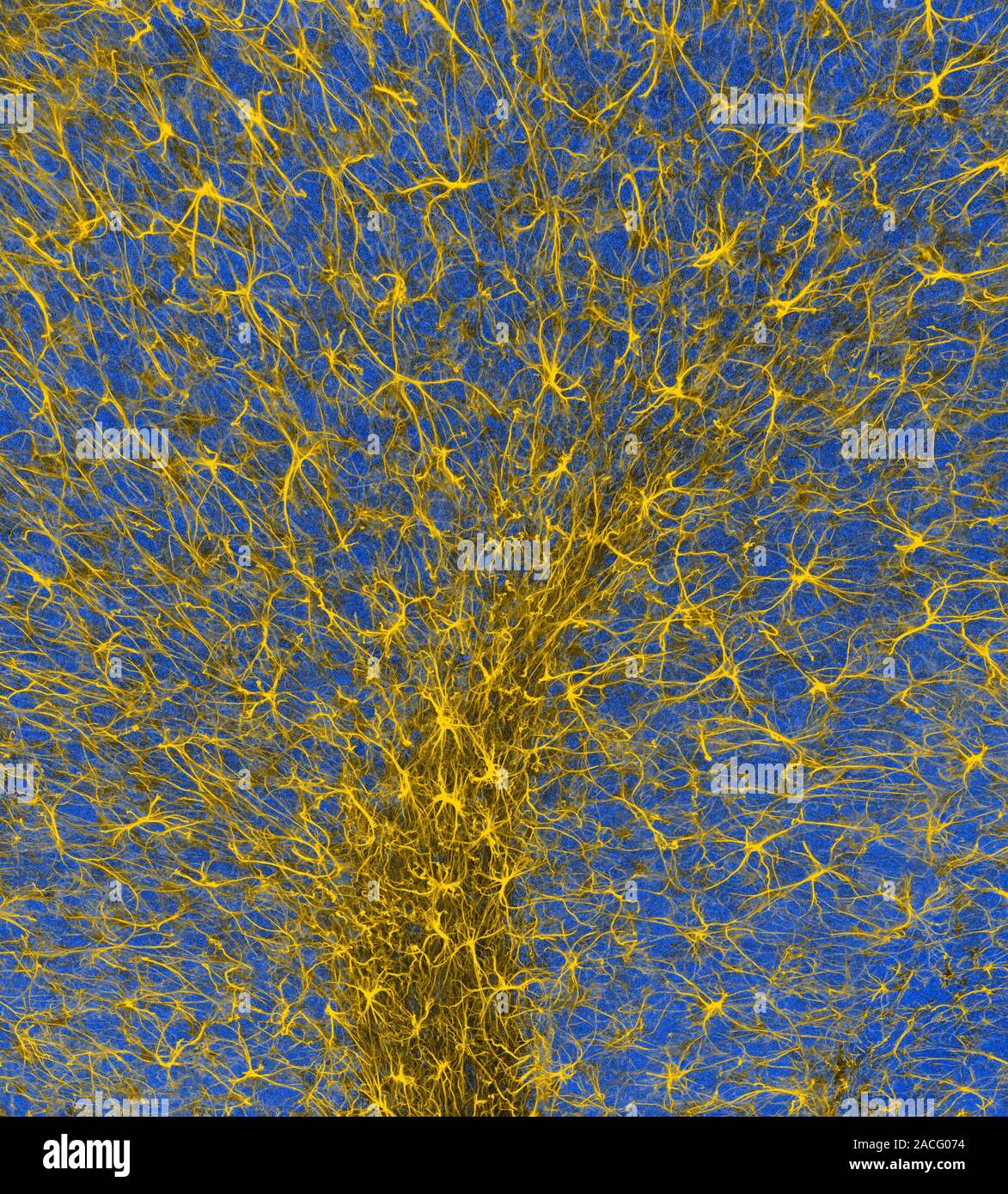 Glial cells. Confocal light micrograph of glial cells from the ...