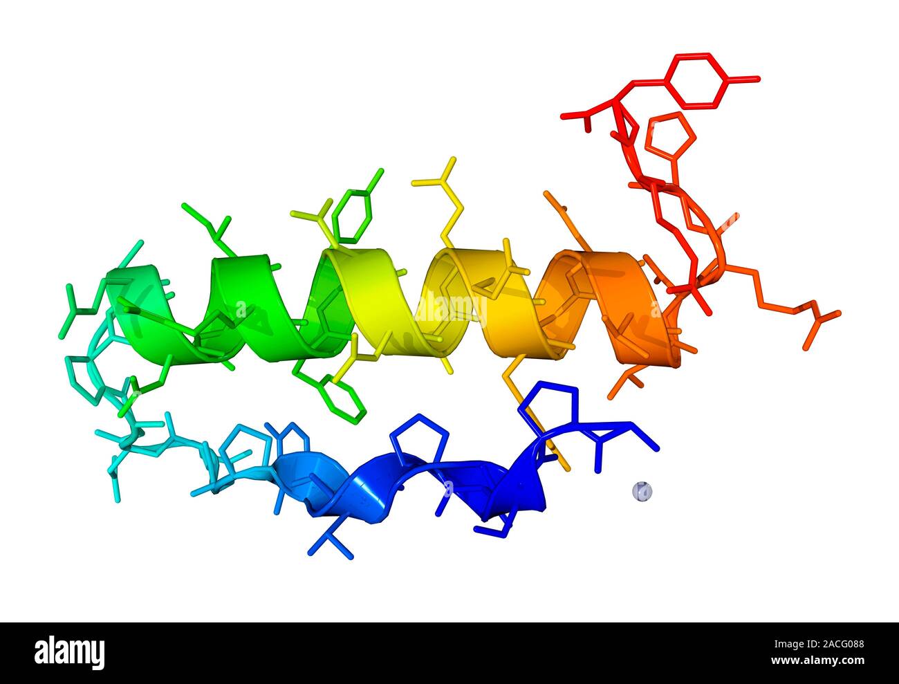 Pancreatic hormone molecule. Molecular model showing the secondary ...