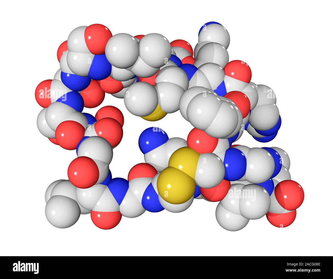Brain Natriuretic Peptide Molecule Computer Model Showing The Structure Of A Molecule Of The