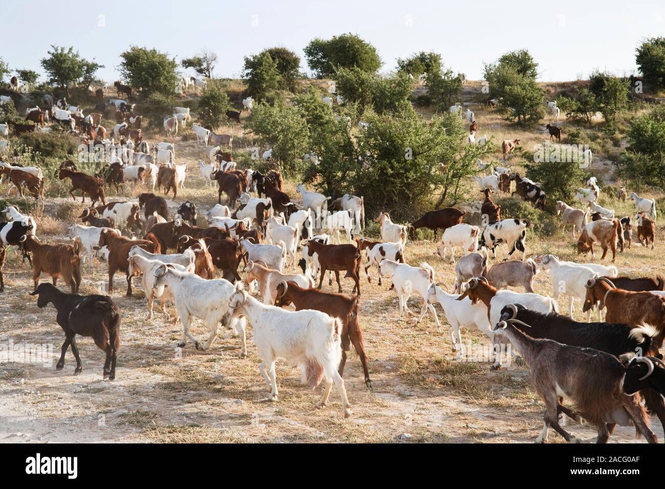 A large herd of goats (Shami). The breeding of sheep and goats ...
