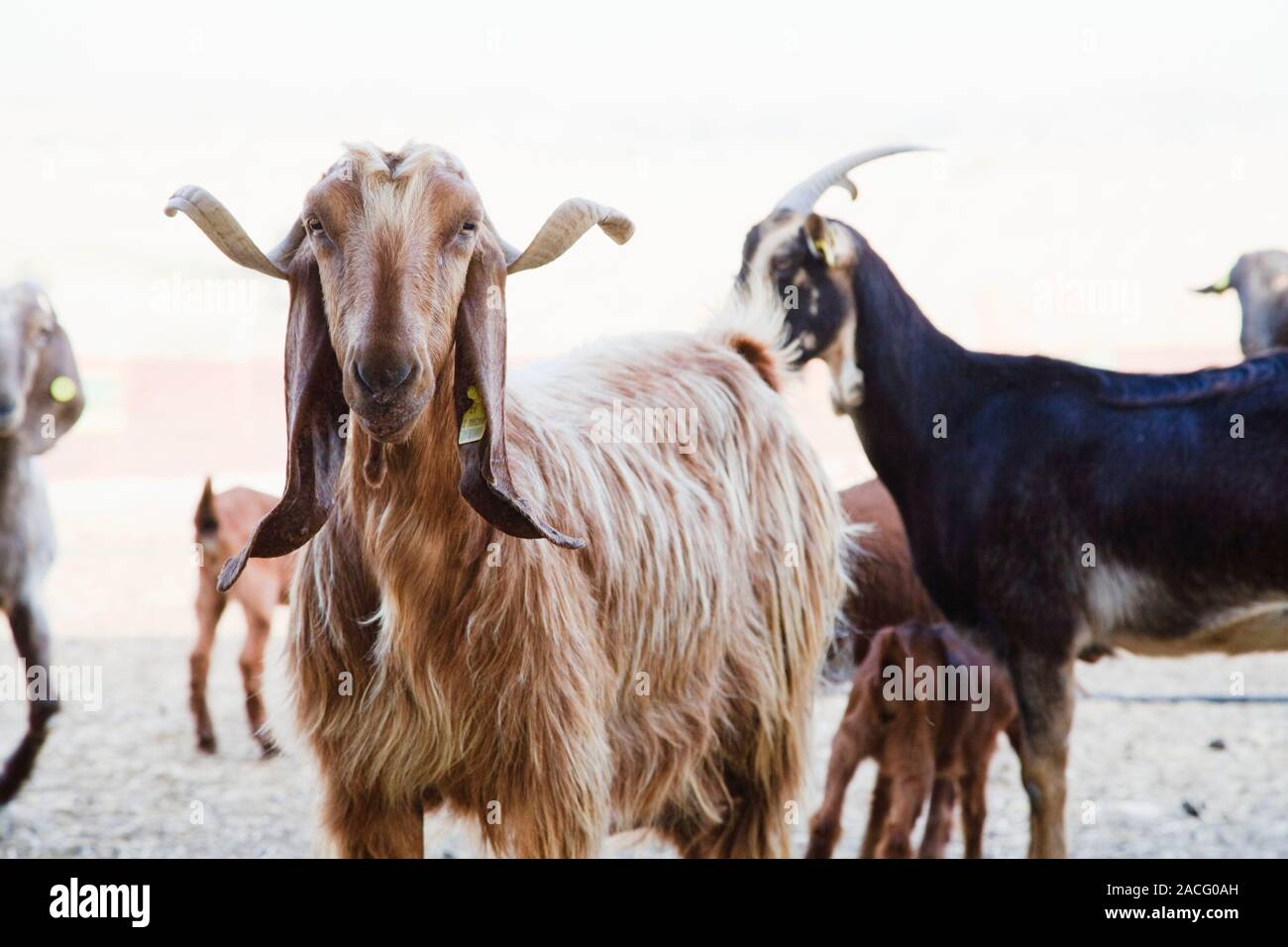 The breeding of sheep and goats constitutes the biggest part of ...