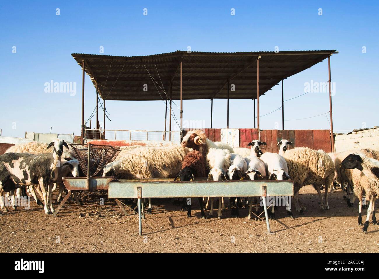Feeding time. The breeding of sheep and goats constitutes the biggest ...