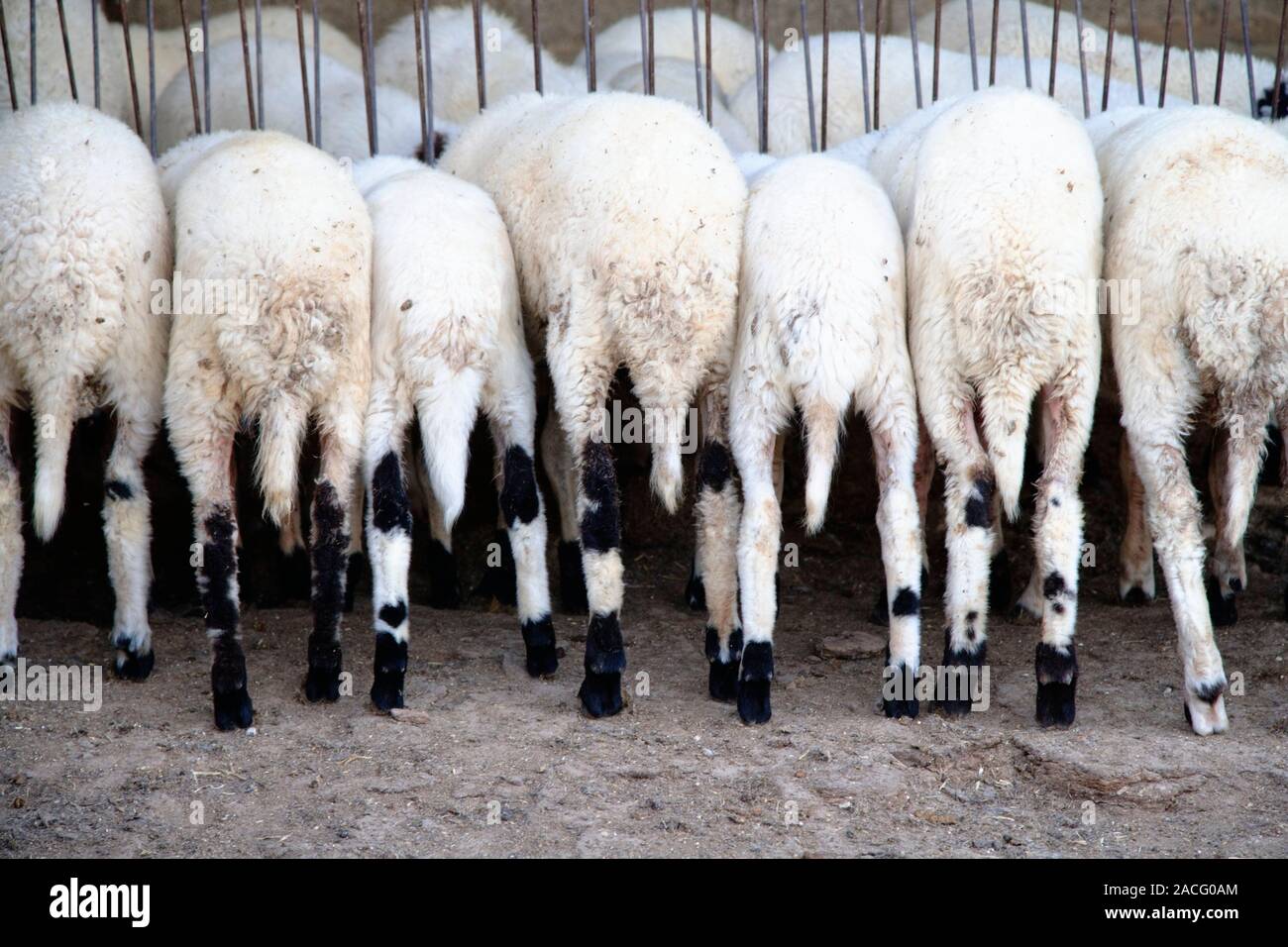 Feeding time at the farm for some lambs. The breeding of sheep and ...