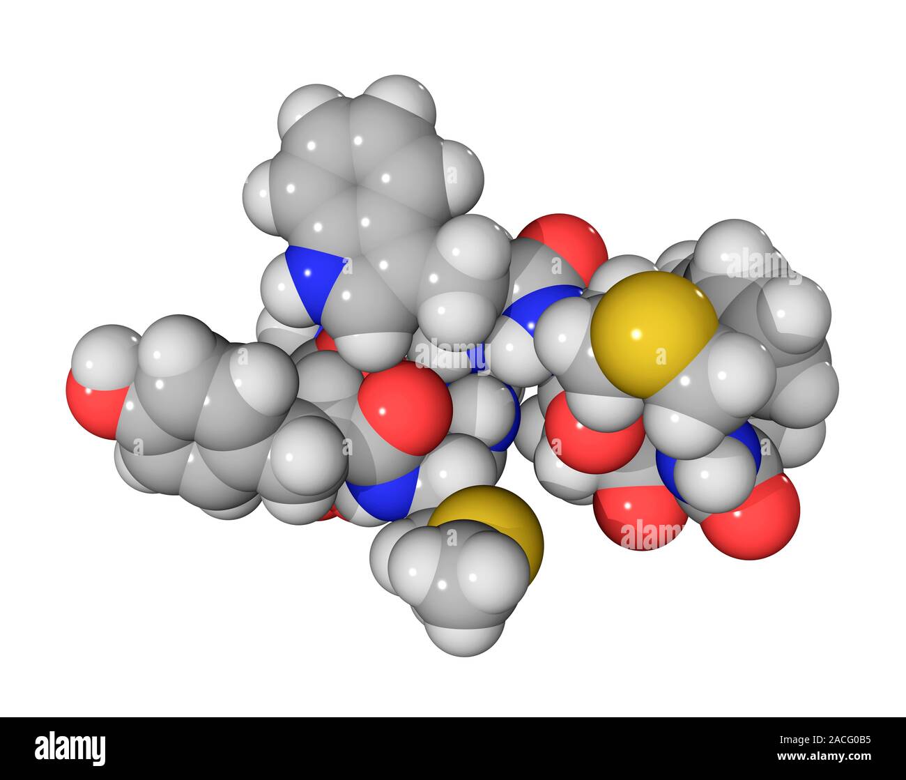 Cholecystokinin 8 Molecule Computer Model Showing The Structure Of The Terminal Fragment Of A