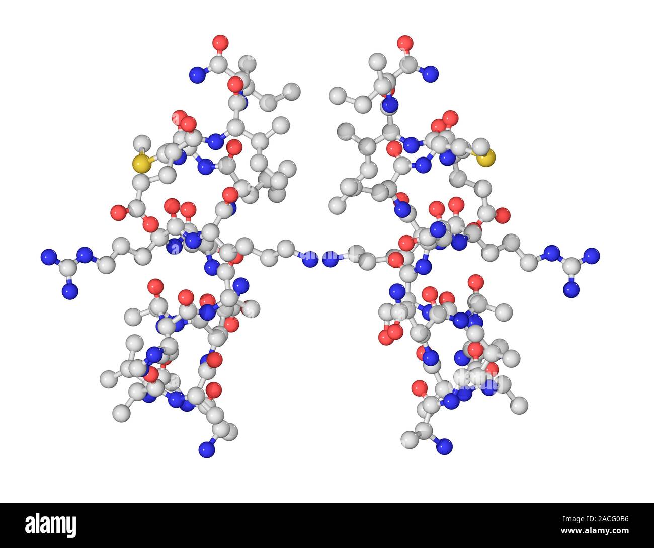 Corticotropin-releasing factor (CRF) complex. Molecular model showing ...
