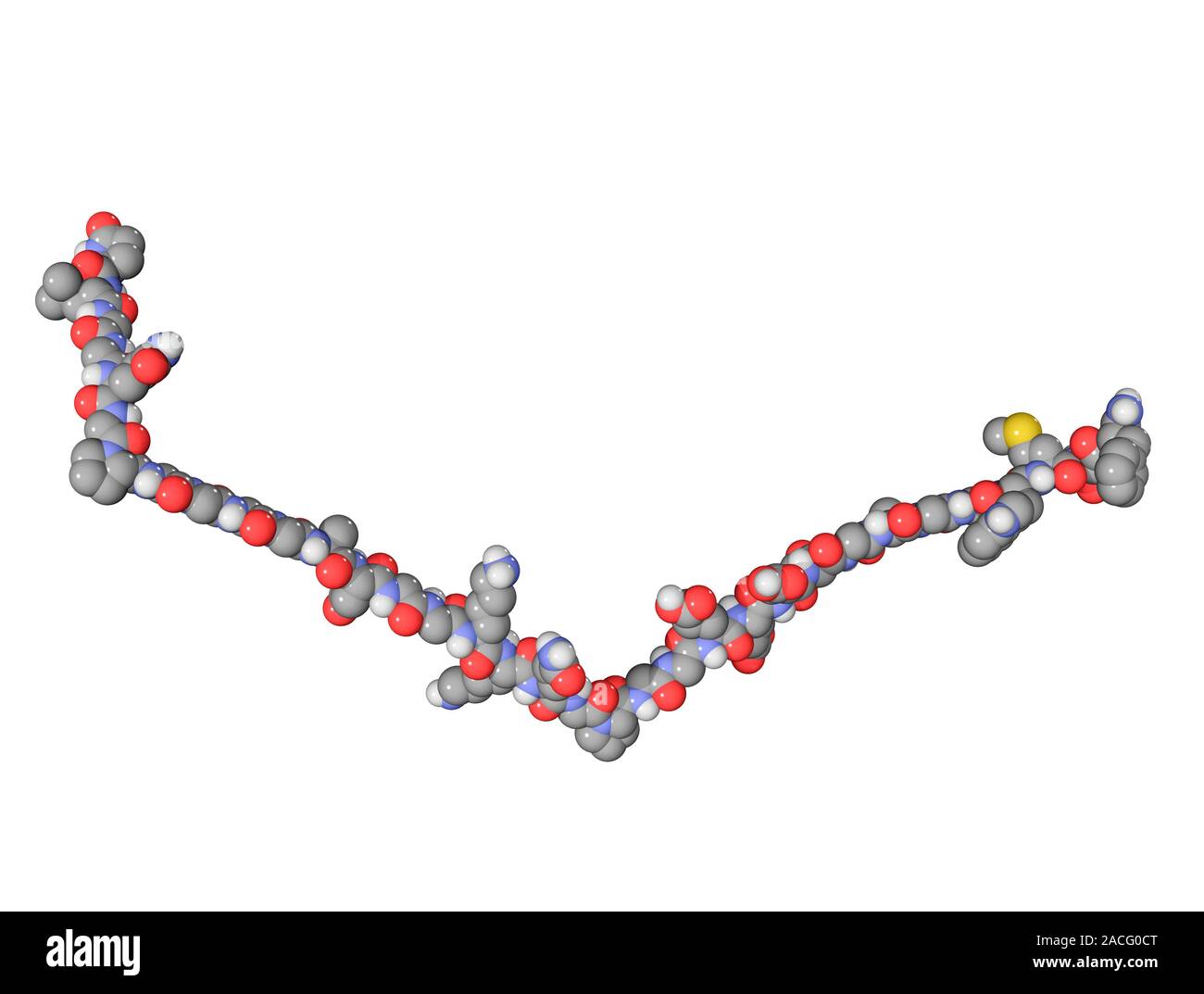 Gastrin hormone molecule. Computer model showing the structure of the ...