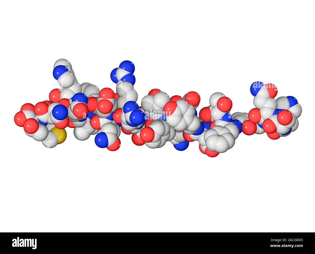 Glucagon hormone molecule. Computer model showing the structure of the ...