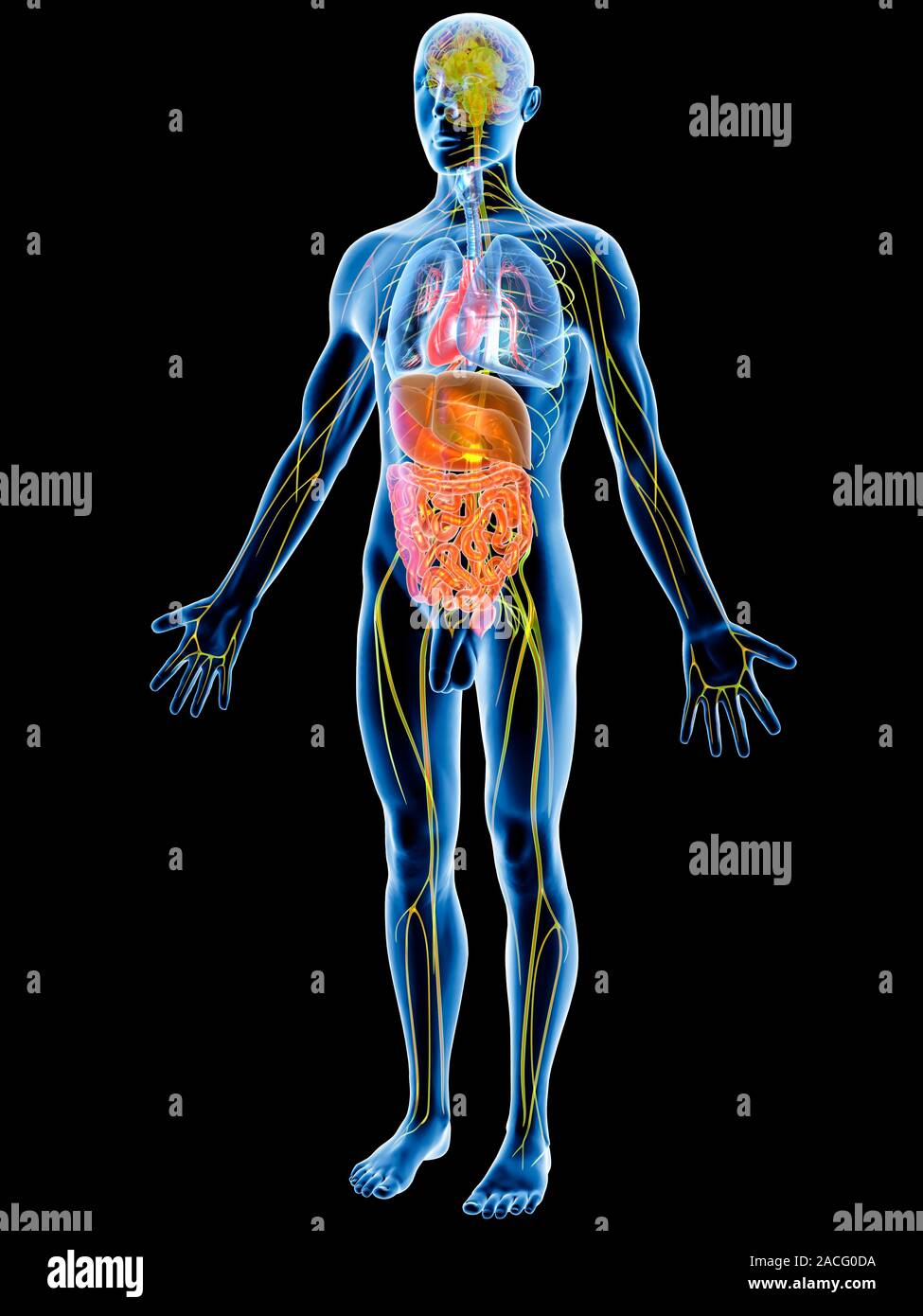 Human male anatomy. Computer artwork showing the anatomy of a healthy ...