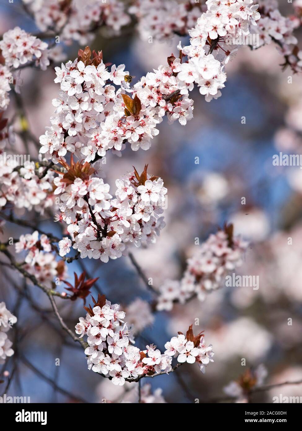 Spring blossom of Purple Leaf Flowering Plum (Prunus cerasifera 'Nigra ...