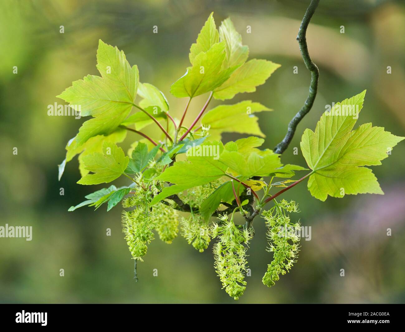 Sycamore (Acer pseudoplatanus) showing fresh foliage and flowers in ...