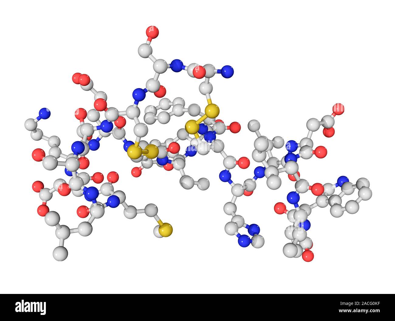 Endothelin 1 Molecule Computer Model Showing The Structure Of A Molecule Of The Protein