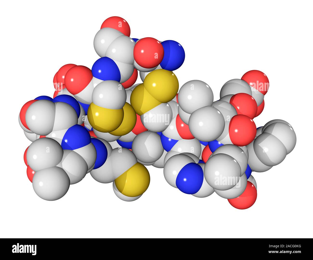 Endothelin 1 Molecule Computer Model Showing The Structure Of A Molecule Of The Protein
