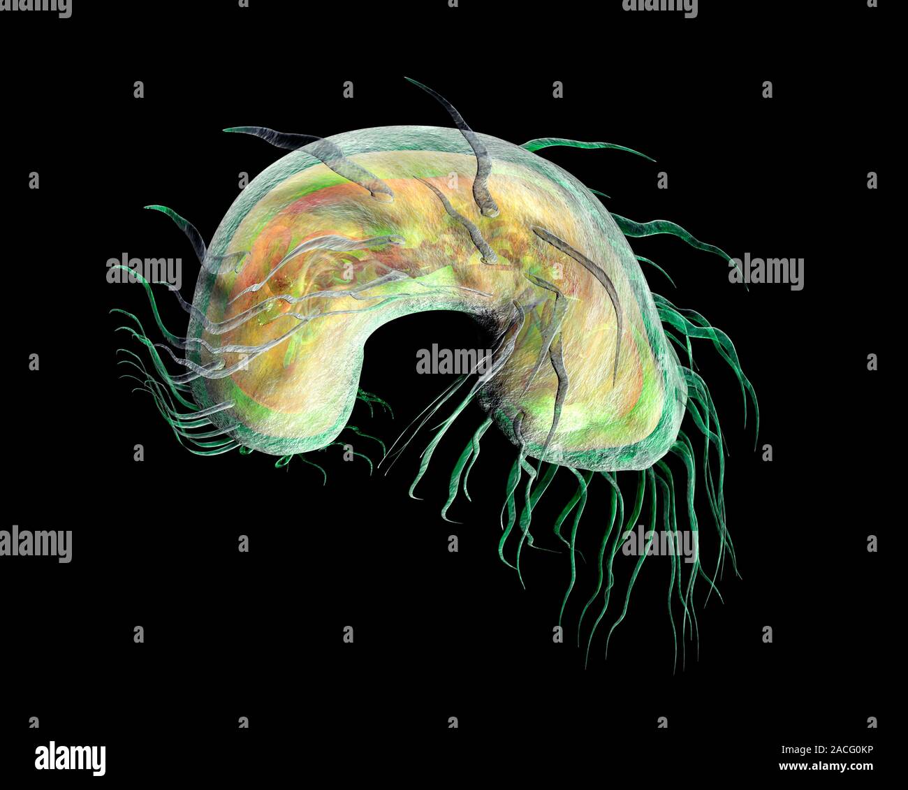 Rod-shaped bacterium, computer artwork. Typical rod-shaped bacteria ...