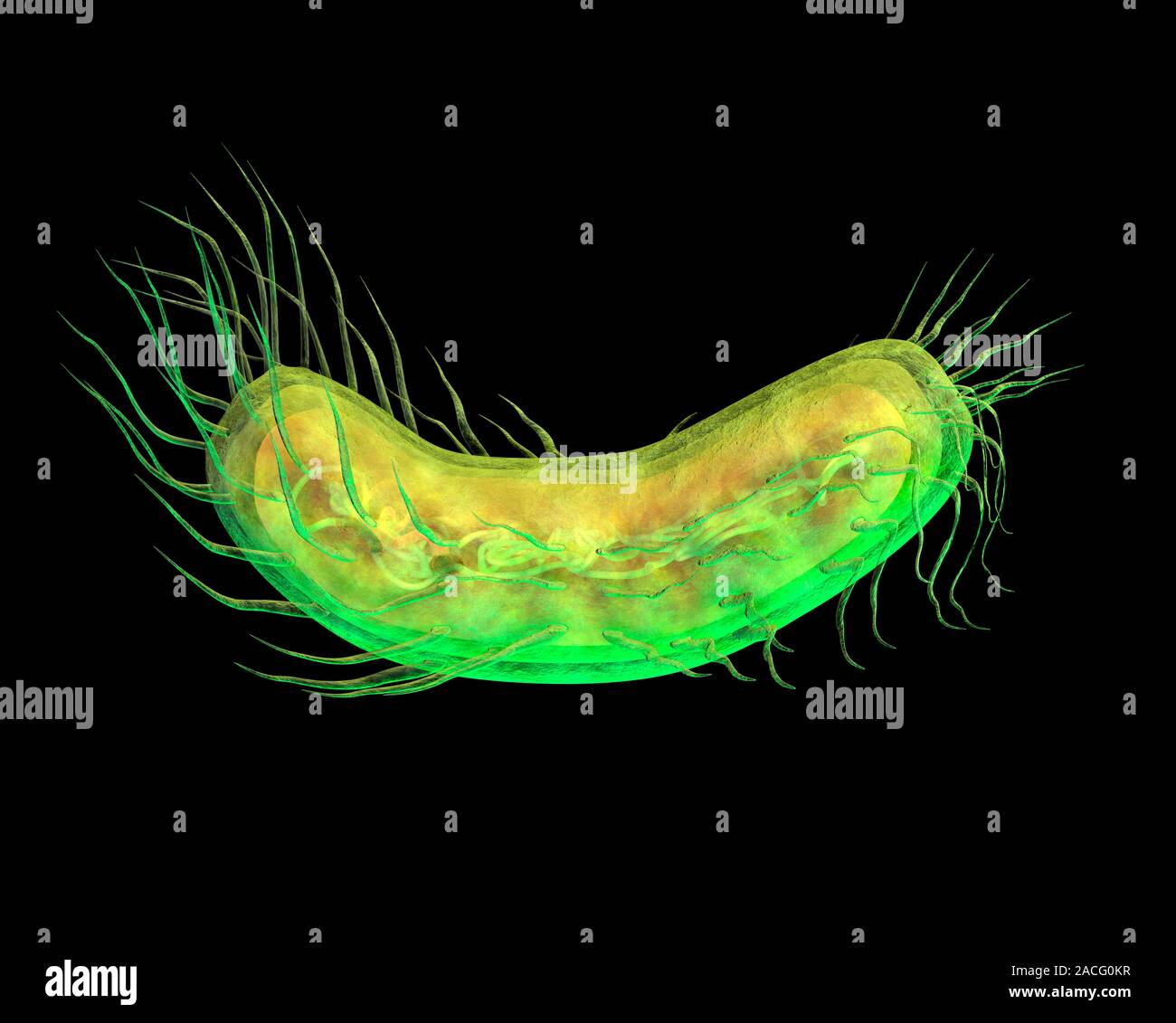 Rod-shaped bacterium, computer artwork. Typical rod-shaped bacteria ...
