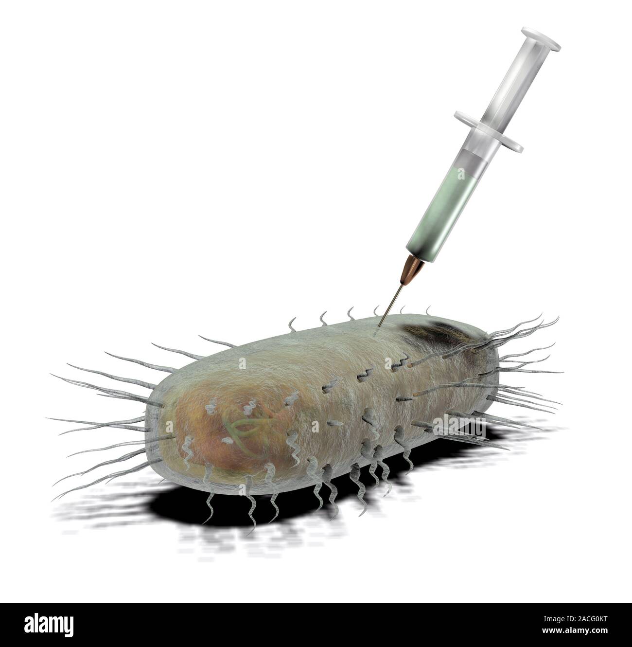 Vaccination, conceptual computer artwork. Rod-shaped bacterium being ...