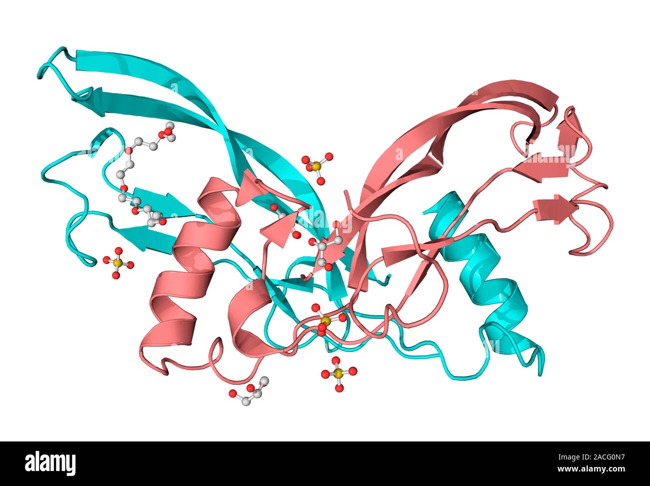 Inhibin beta A molecule. Computer model showing the crystal structure ...