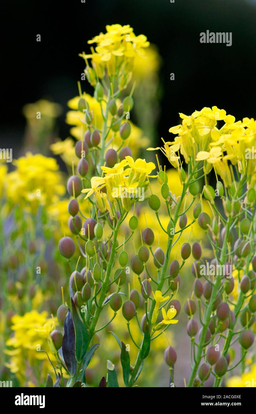 Seed pods and flowers of Bladderpod (Alyssoides utriculata) in the ...
