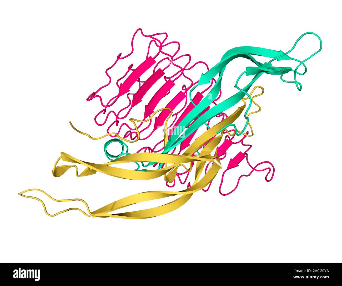 Thyroid Stimulating Hormone Molecule Computer Model Showing The Secondary Structure Of A