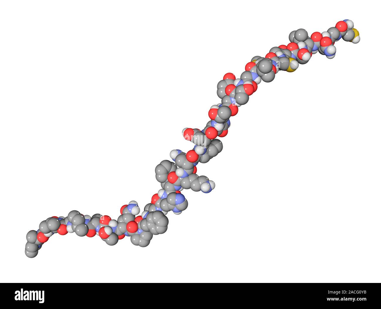 Calcitonin hormone molecule. Computer model showing the structure of ...