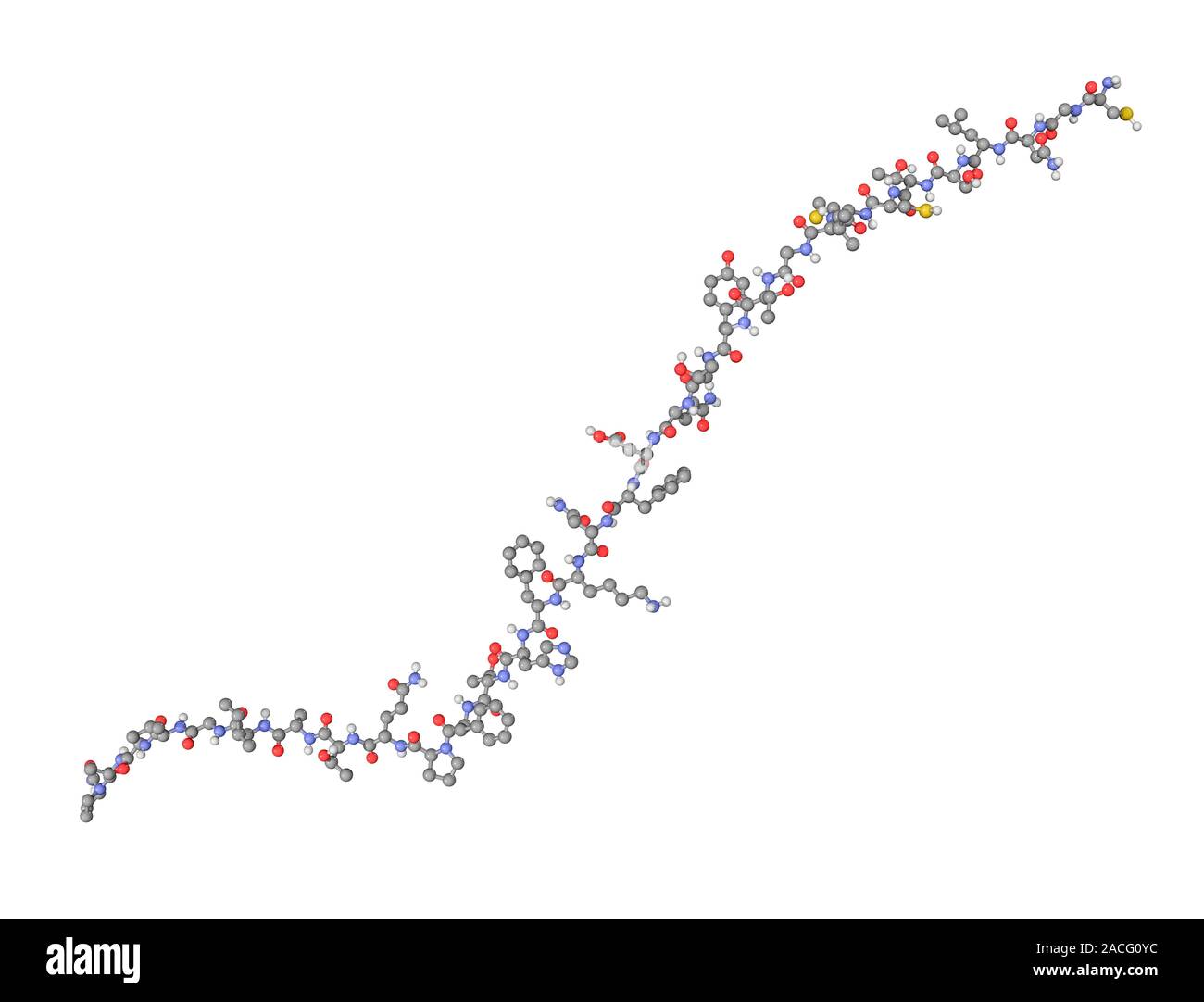 Calcitonin hormone molecule. Computer model showing the structure of ...