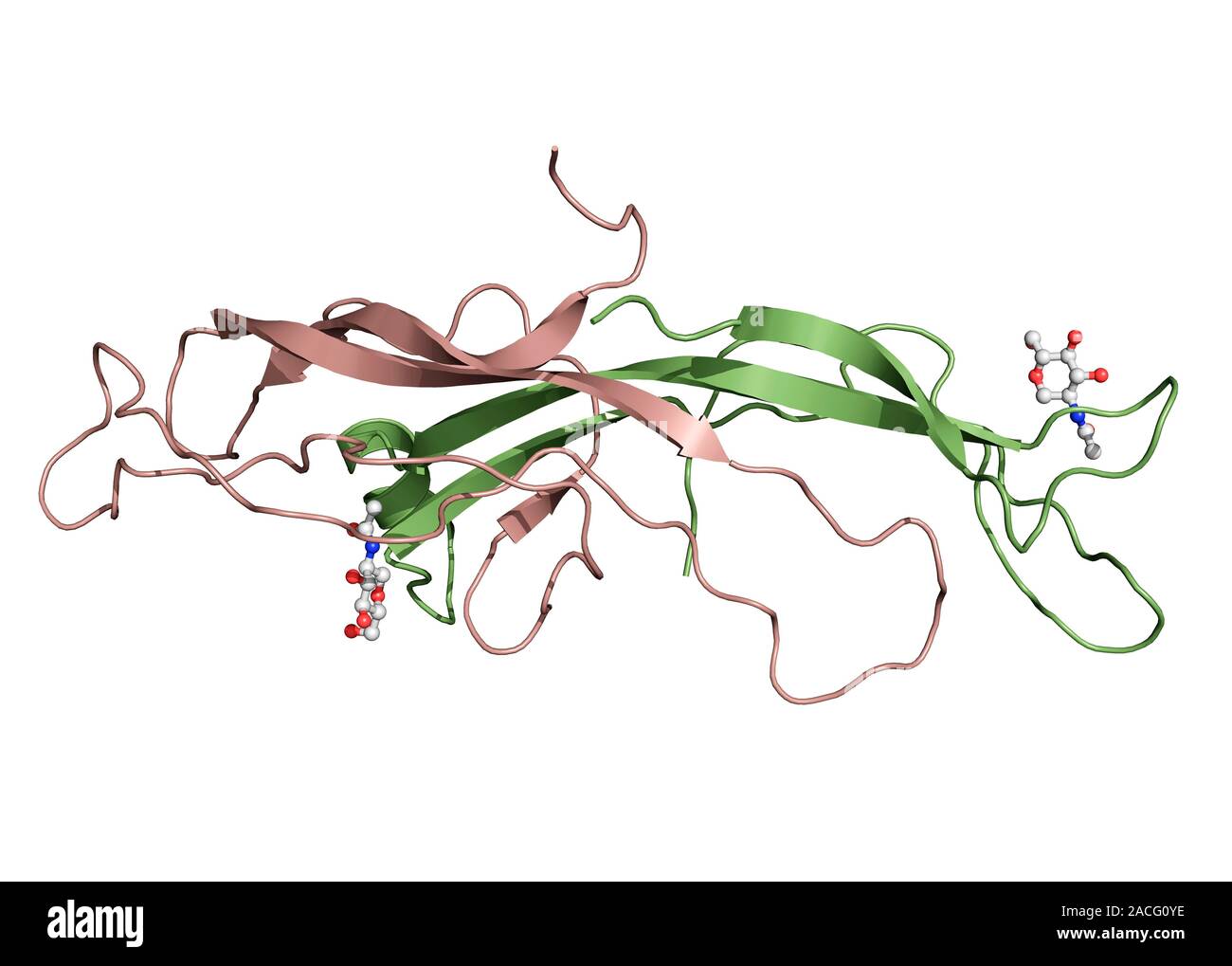 Human Chorionic Gonadotrophin Molecule Computer Model Showing The Crystal Structure Of A