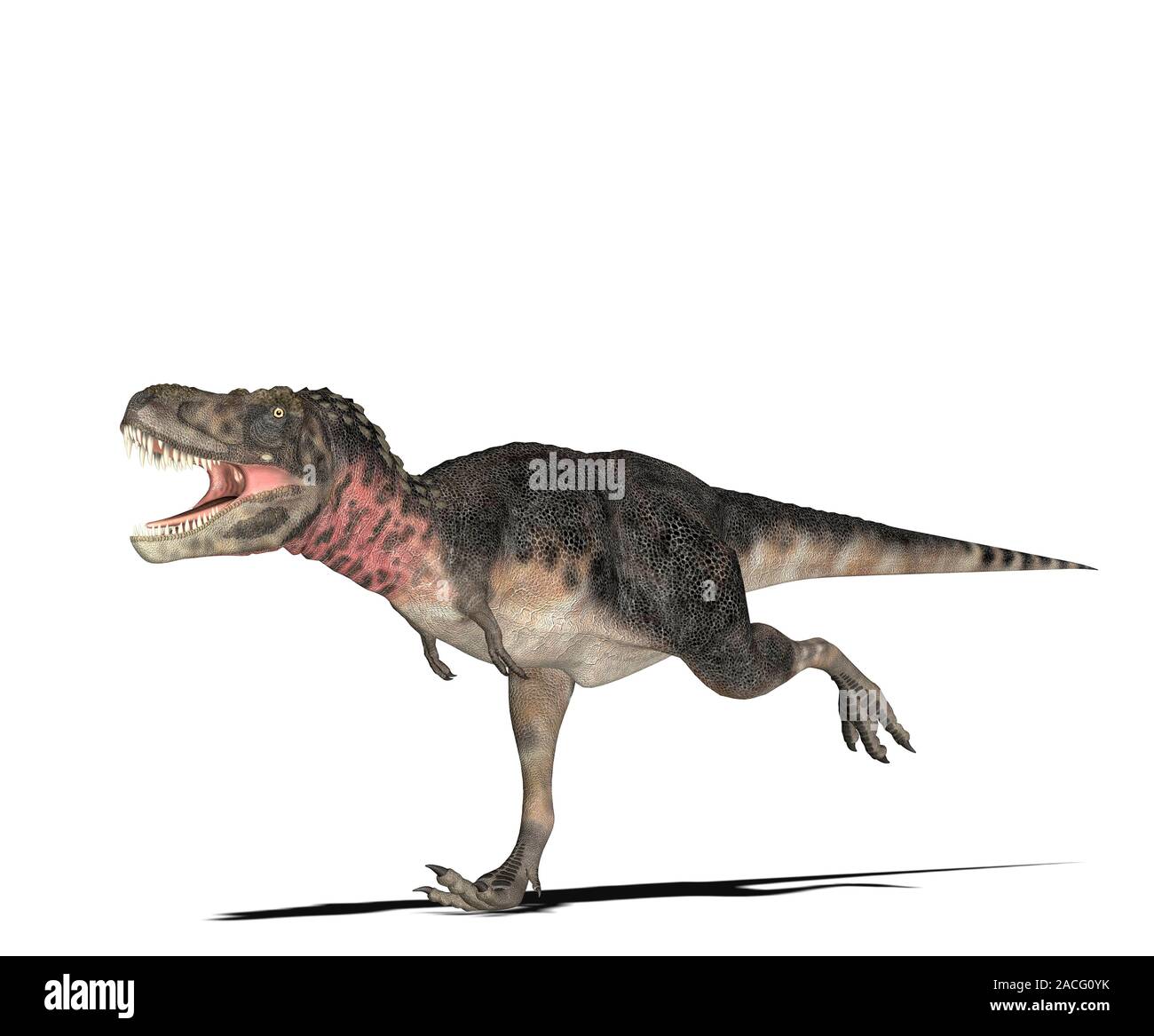 Tarbosaurus dinosaur. Computer artwork of an Tarbosaurus, a large ...